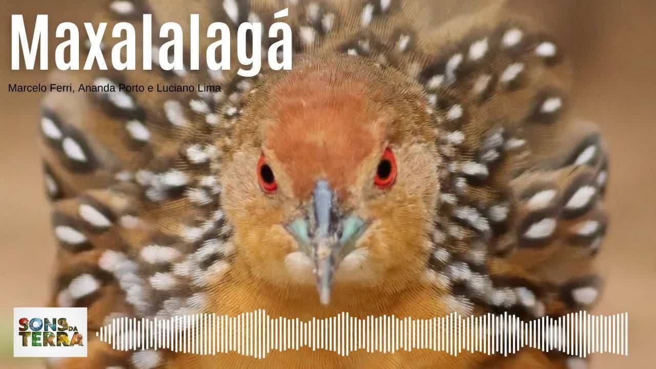 Sons da Terra: maxalalagá chama atenção pelo nome, aparência ...
