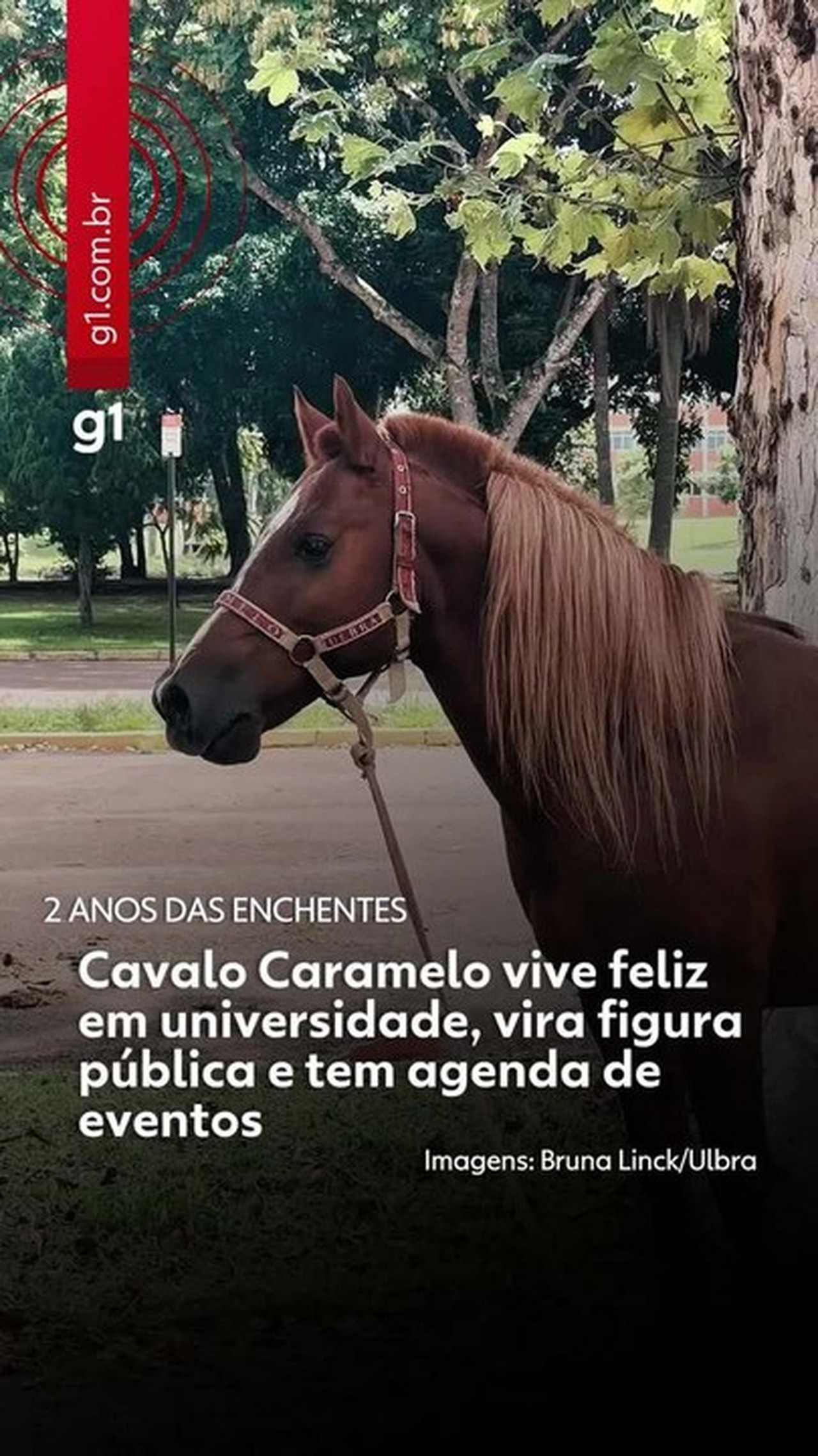 Cavalo Caramelo terá estátua de 4m em município atingido pela enchente | G1