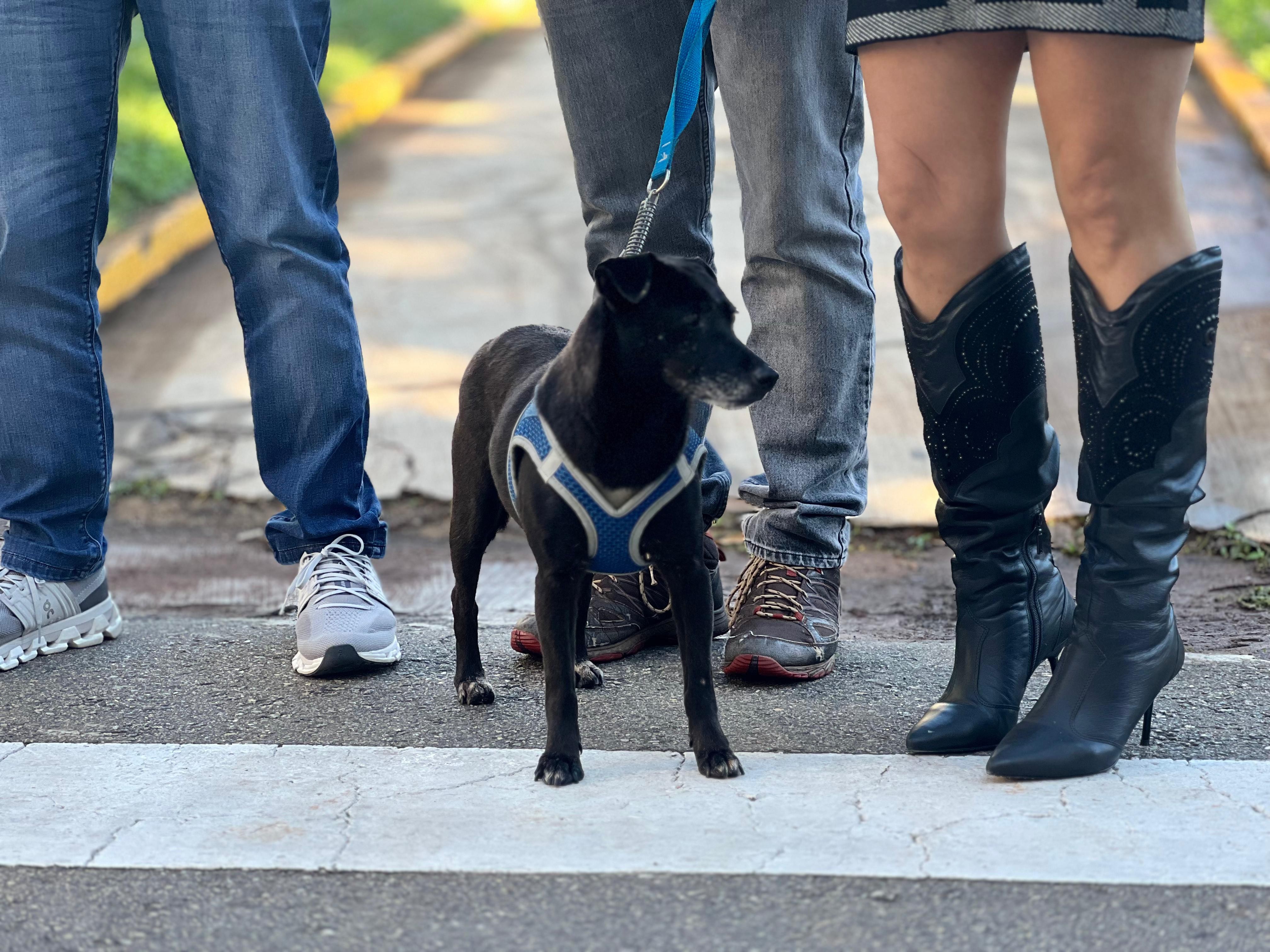 Bragança Paulista lança PSA Animal para incentivar lar temporário de ...