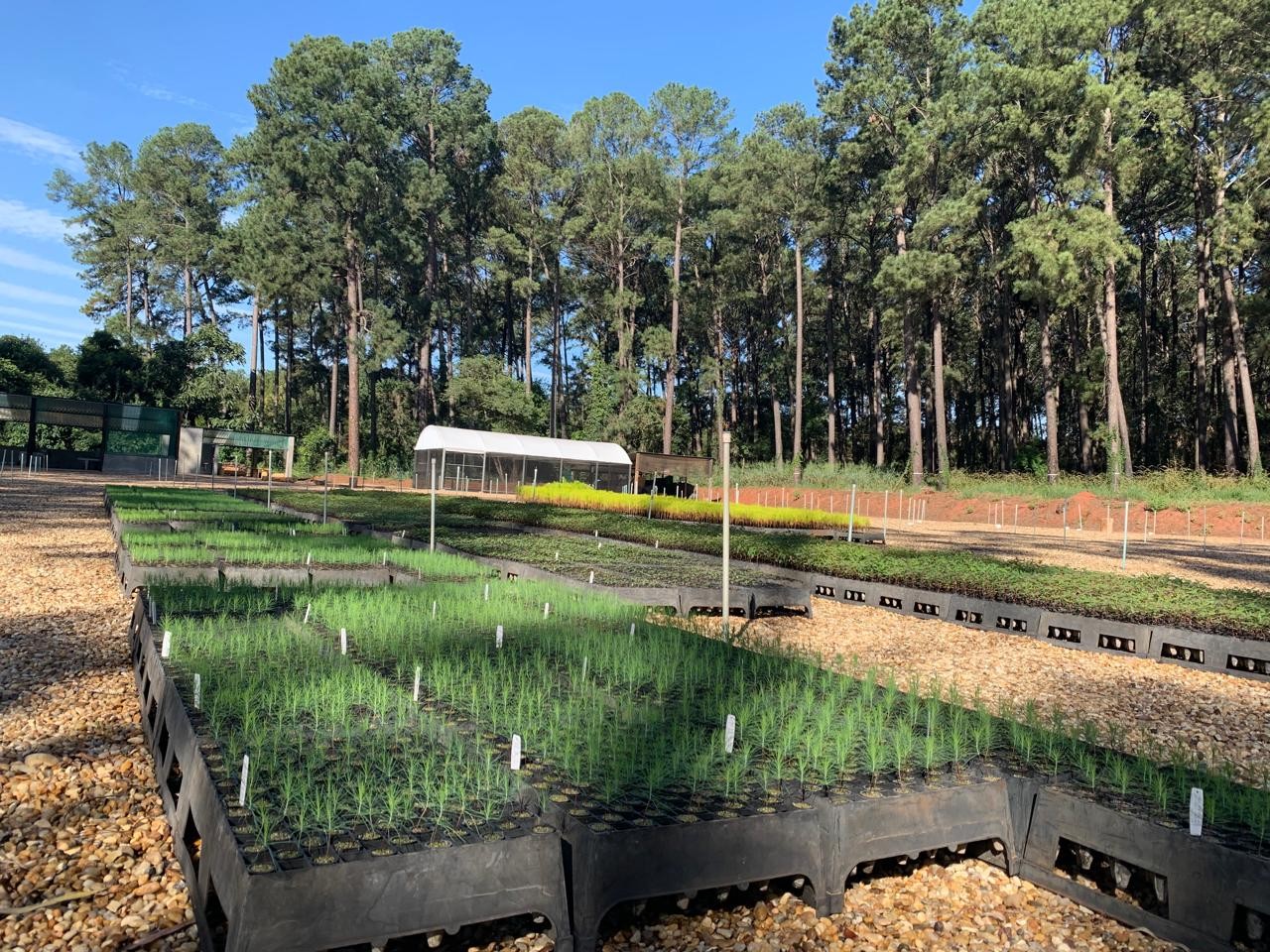Viveiro florestal é inaugurado em Pederneiras e deve produzir 1 milhão ...
