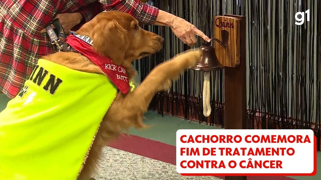 Labrador toca o sino para 'comemorar' fim do tratamento contra o câncer ...