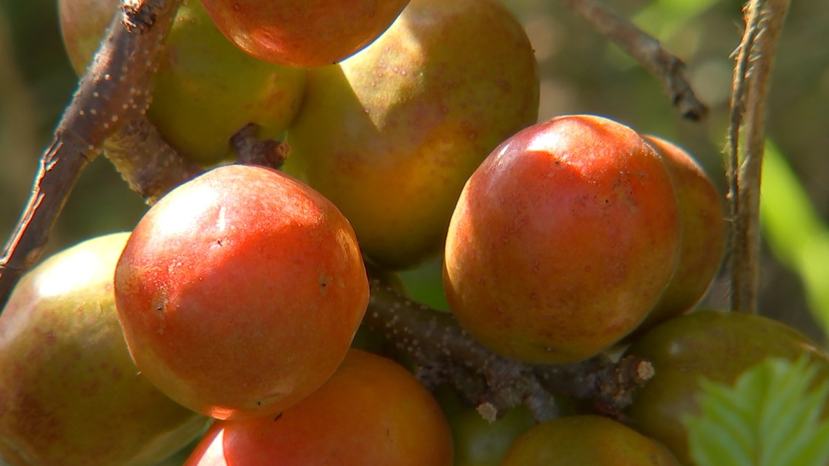Produtor paulista tem mais de 3 mil pés de seriguela | Nosso Campo | G1