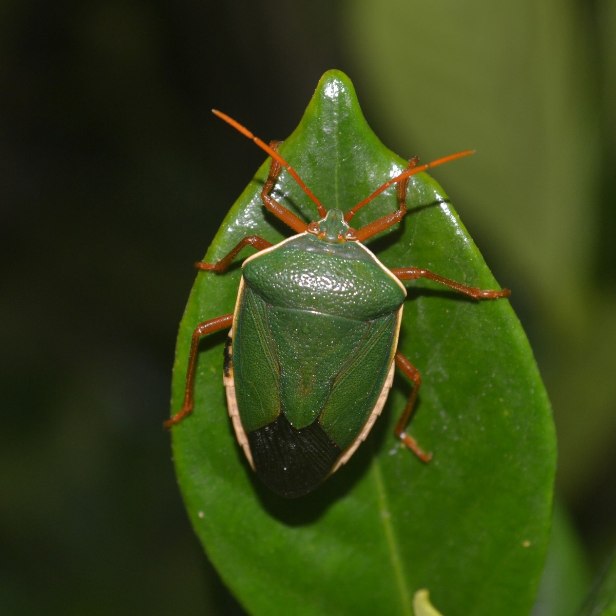 Maria-fedida usa 'perfume' para atrair o parceiro | Terra da Gente | G1
