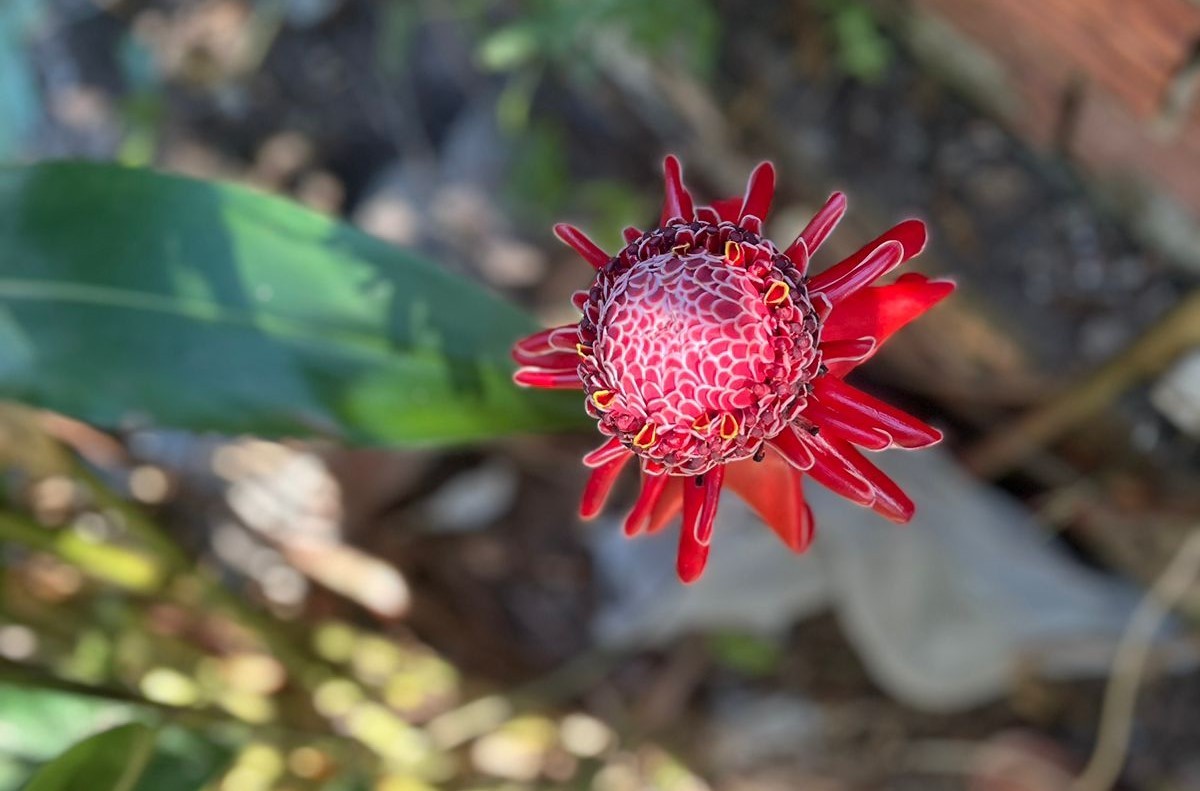 Moradora de Campinas registra flor de bastão-do-imperador no quintal da ...