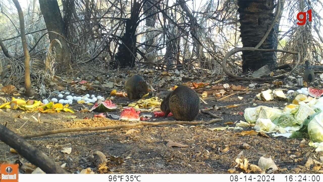 'Fome cinzenta': animais silvestres afetados por incêndios recebem ...