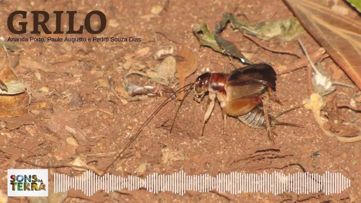 Grilos emitem som com as asas e são considerados ‘músicos’ por natureza ...