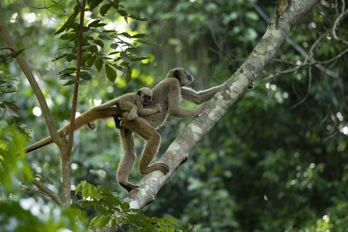 Preserve Muriqui: projeto de Caratinga concorre a prêmio internacional ...