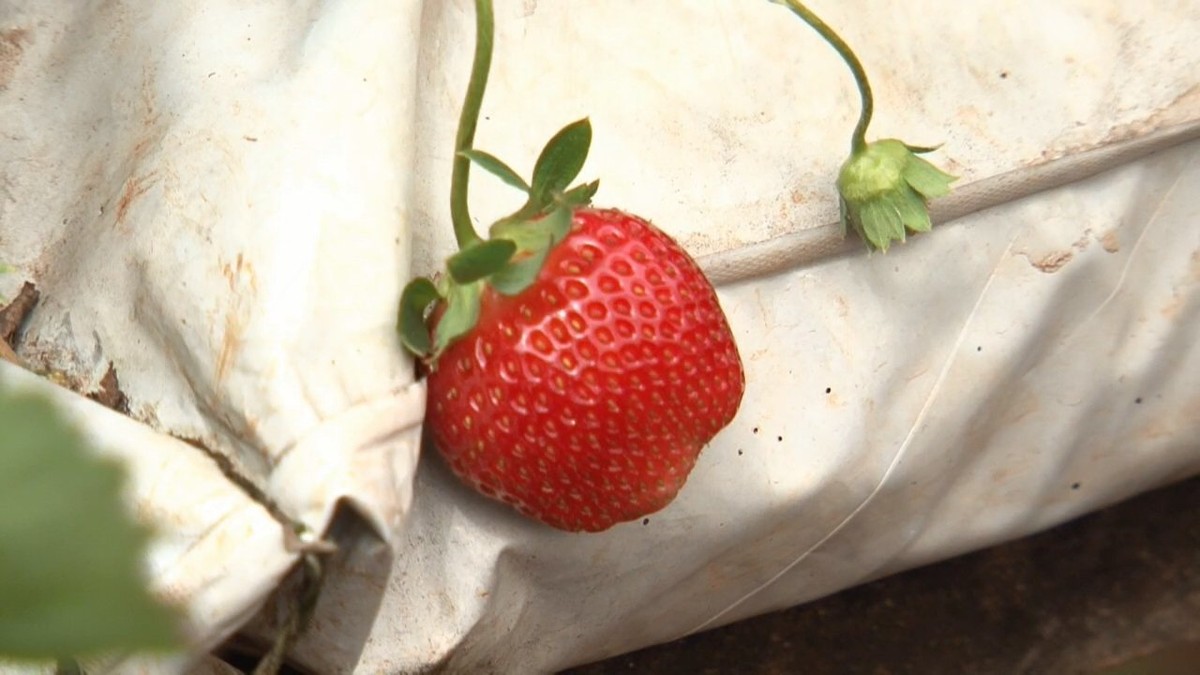 Produtores de morango investem em tecnologia para aumentar vendas ...