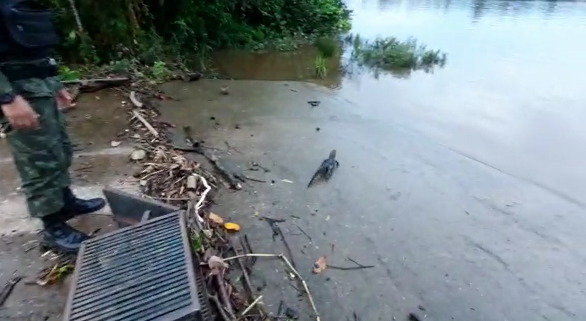 Filhote de jacaré encontrado dentro de casa em Macapá é solto em área ...