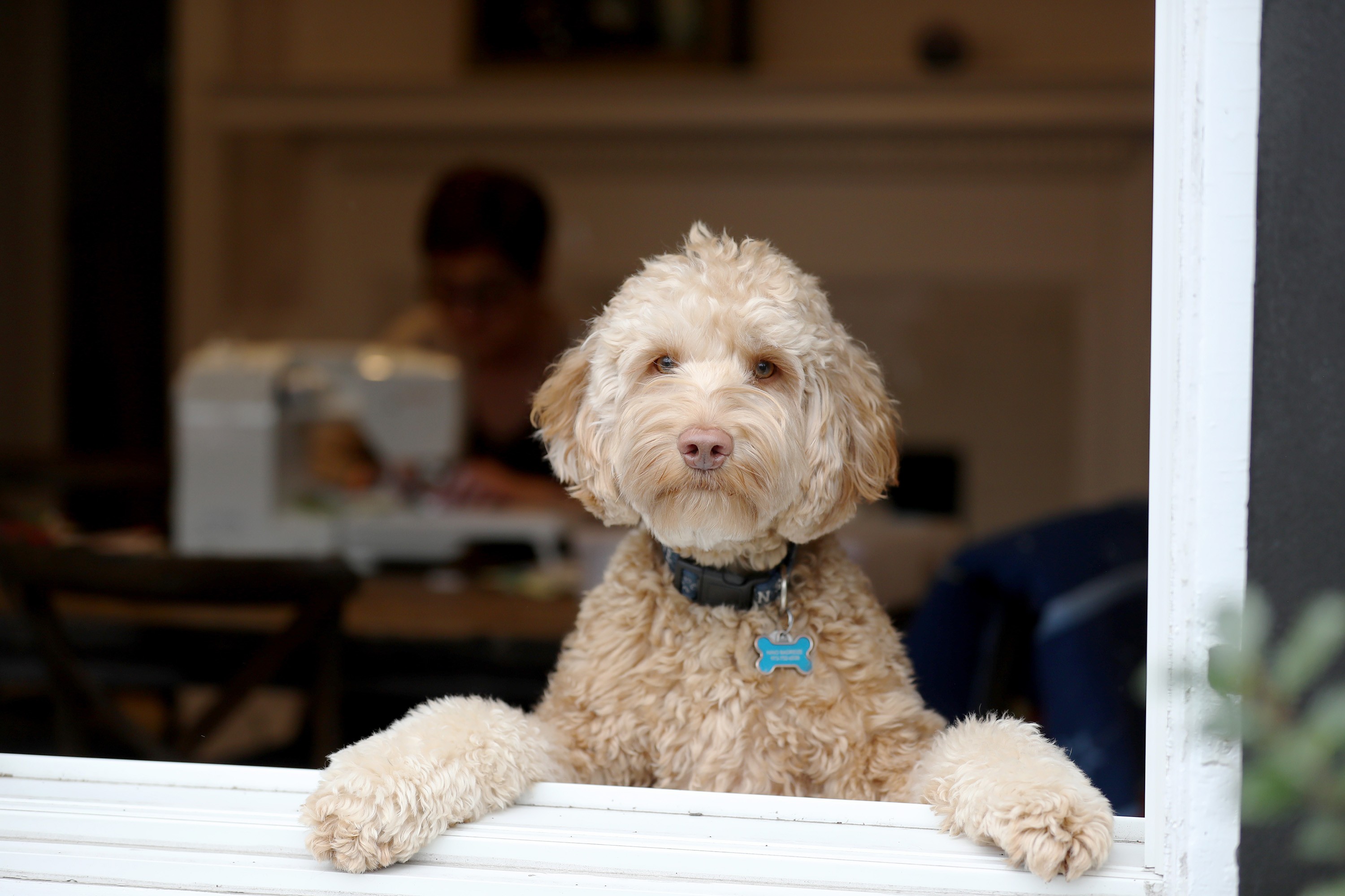 Cachorros na quarentena: falta de atividade pode deixar pets ansiosos ...