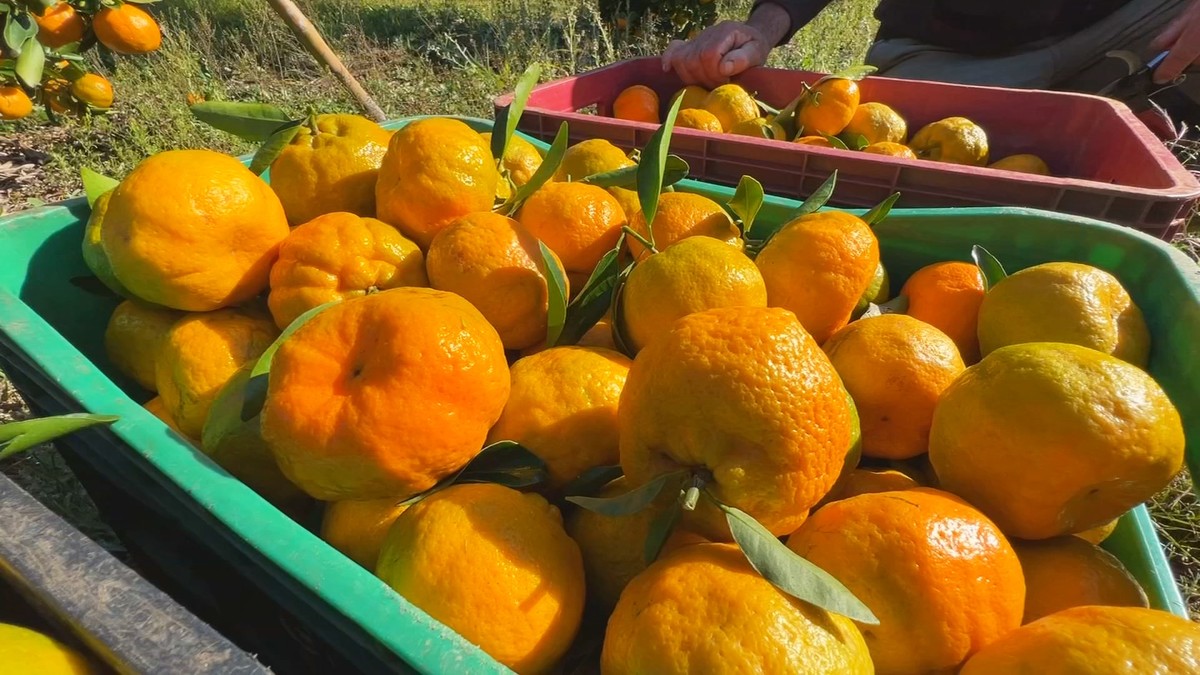 É época de ponkan no interior de SP | Nosso Campo | G1