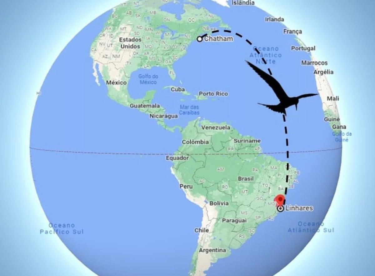 Ave viaja dos EUA ao Brasil e anilha aponta que animal voou mais de 7 ...
