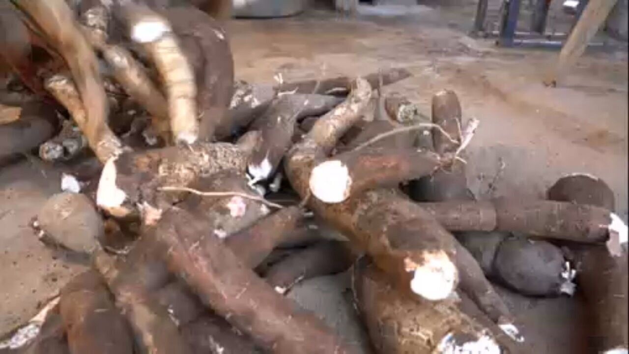 Mandioca, aipim, maniva e mais: teste seus conhecimentos sobre o ...