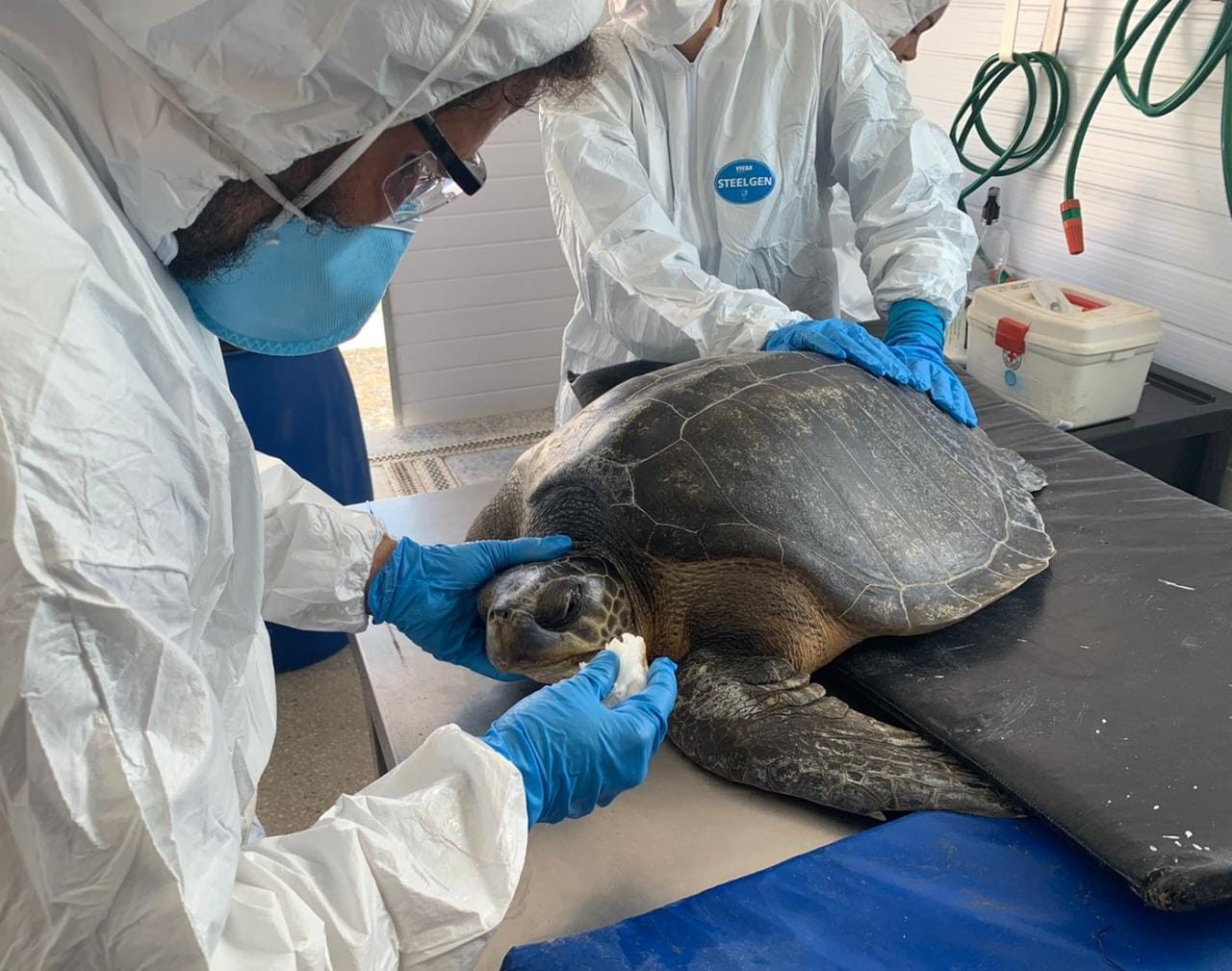 Tartaruga marinha encontrada coberta de óleo passa por tratamento no RN | Rio Grande do Norte | G1