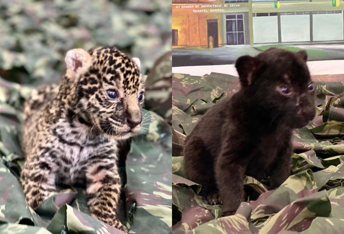 Filhotes de onça pintada são resgatados em Tefé, no interior do AM ...