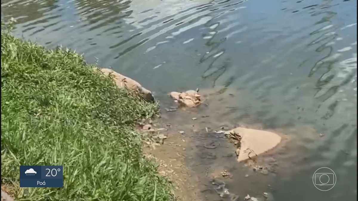 Projeto de revitalização do Rio Pinheiros entra na fase final com ...