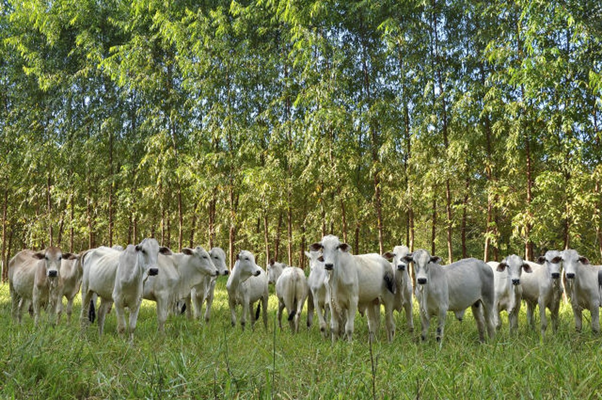 Técnica da Embrapa Pecuária faz seleção de gado que engorda mais ...