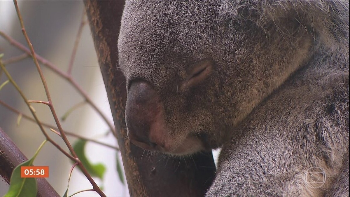 Nasce em SP o primeiro coala 'brasileiro'