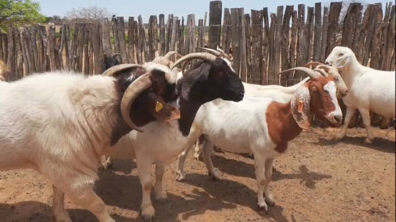 Aprenda a fazer um guisado de bode delicioso | Globo Rural | G1