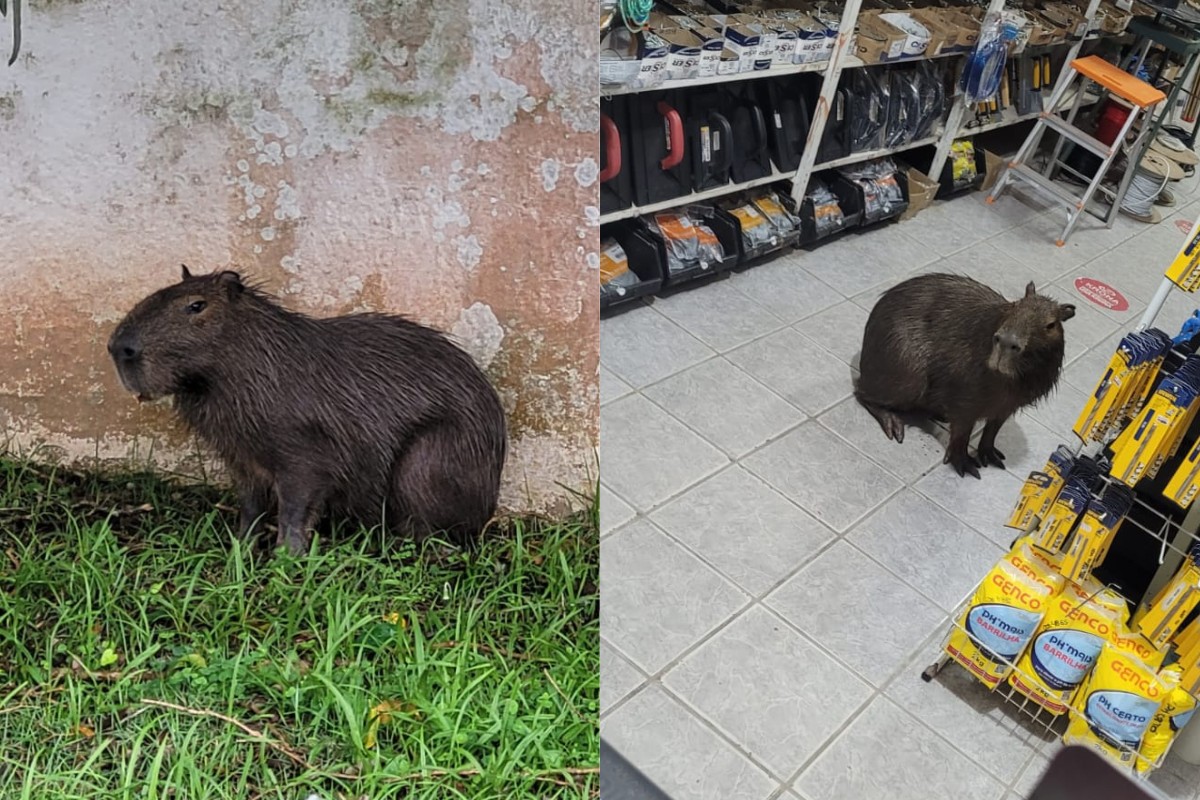 Capivara é resgatada dentro de loja de materiais de construção no ...