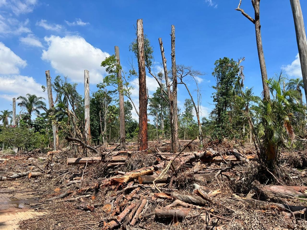 Campinas inicia demolição de 181 árvores e Lagoa do Taquaral tem ...