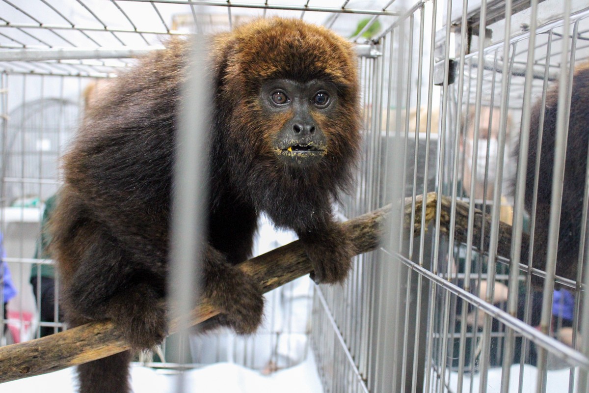 FOTOS: fêmea de bugio-ruivo é resgatada em Porto Alegre | Rio Grande do ...
