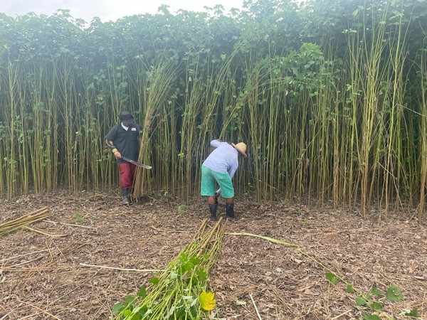 Planta De Fibra De Juta Kenaf, La Planta Multiusos Diario El Mundo