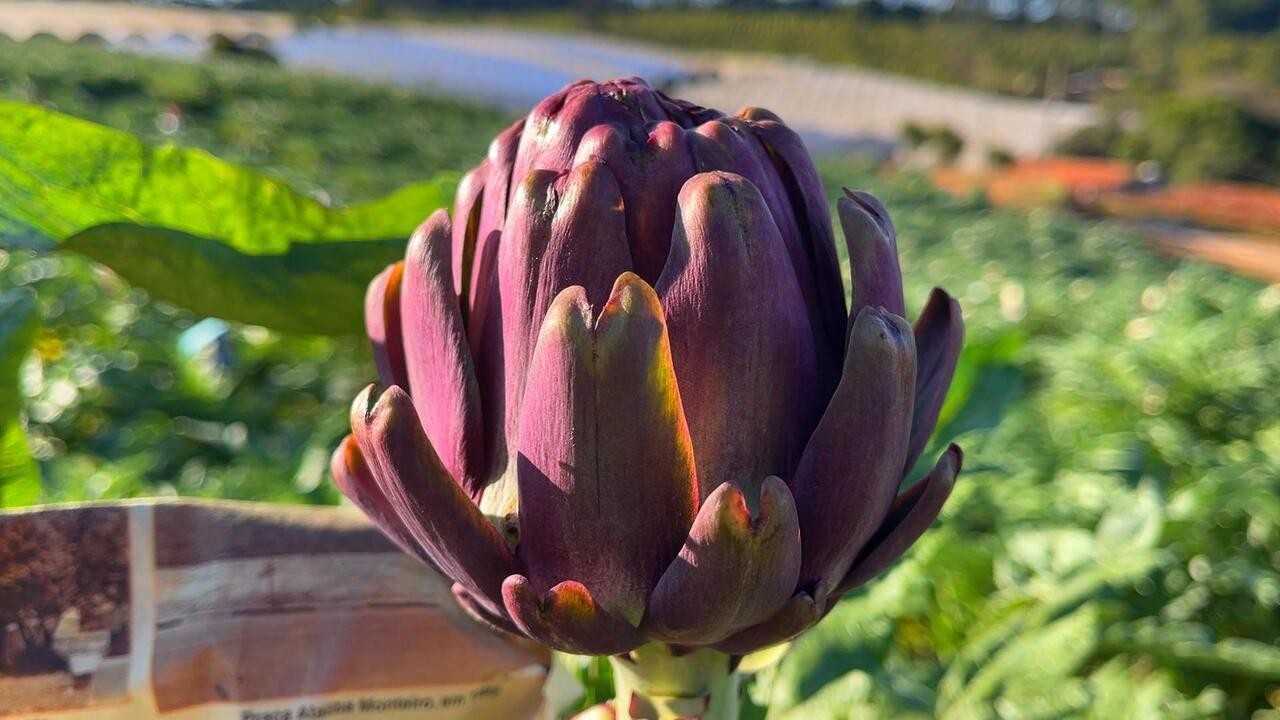 É época de colheita de alcachofra em Piedade | G1