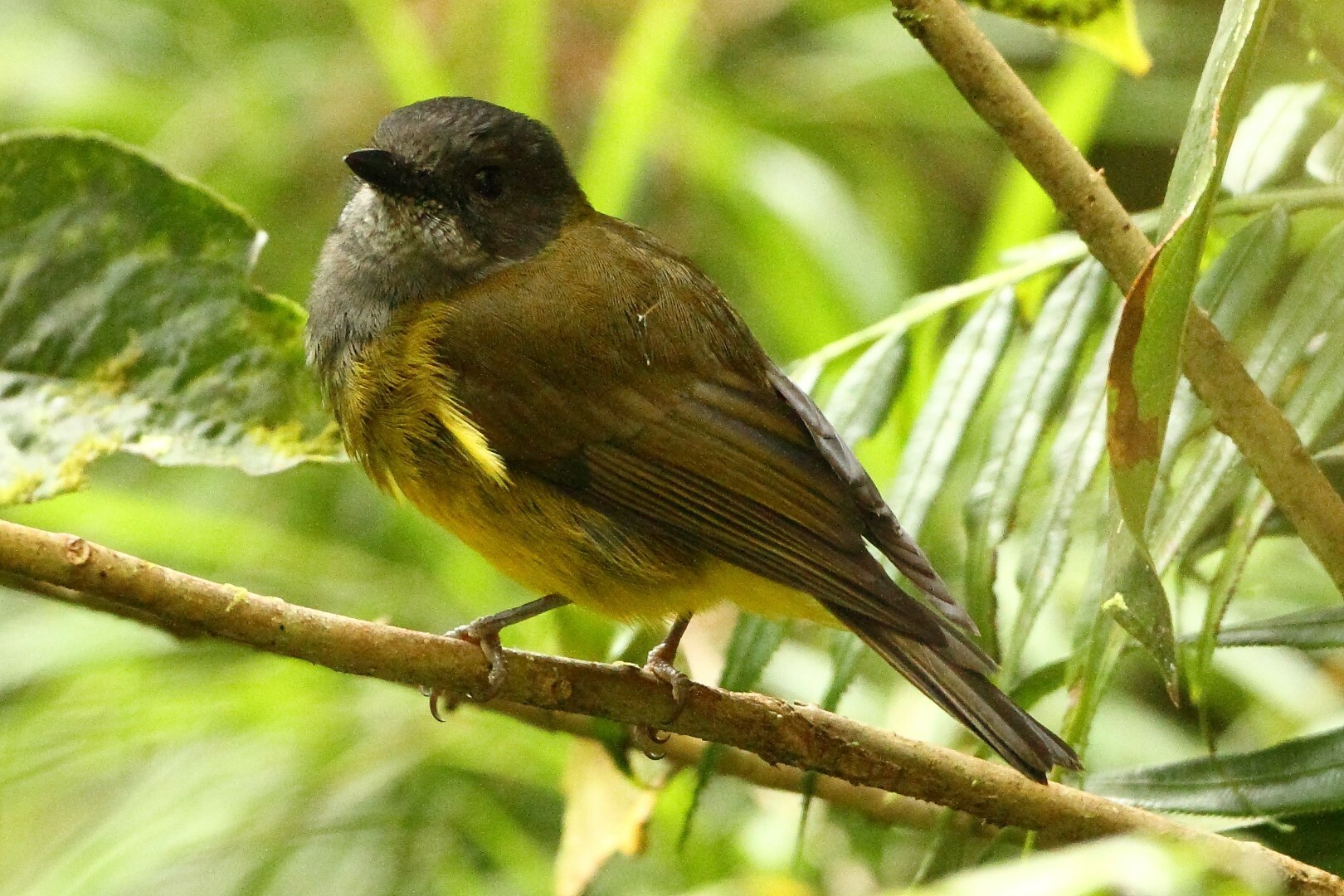 'Aves venenosas': espécies da Oceania usam toxina como defesa | G1