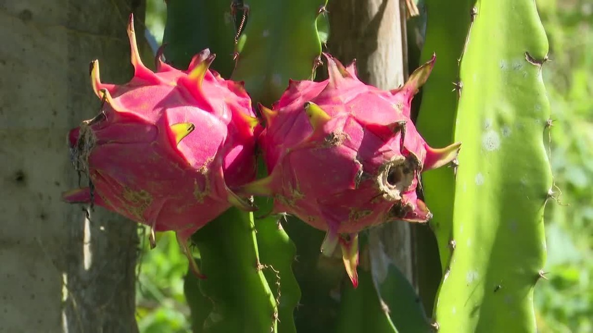 Paraná é o 4º maior produtor de pitaya do país, indica ranking ...