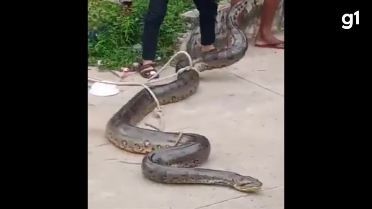 VÍDEO: Sucuri gigante, que assustou moradores em Belém, é devolvida à ...