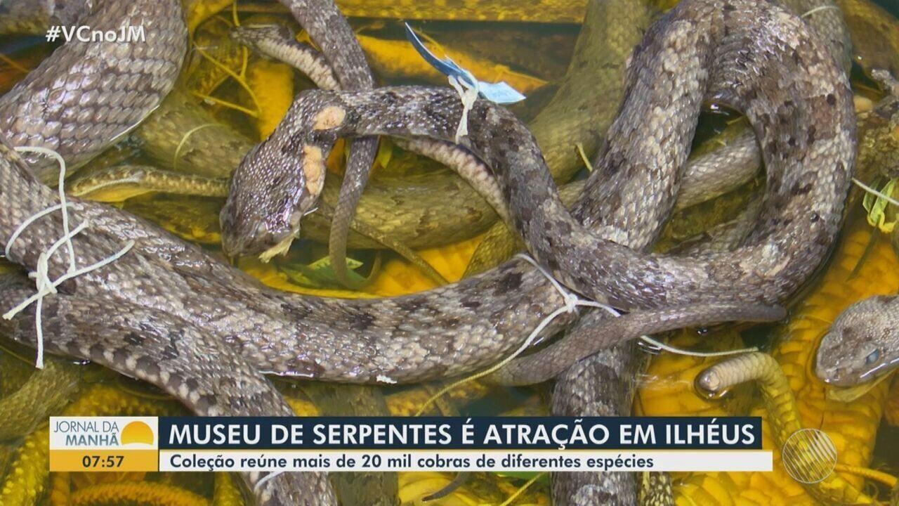 Museu de serpentes no sul da Bahia reúne mais de 20 mil cobras; conheça ...