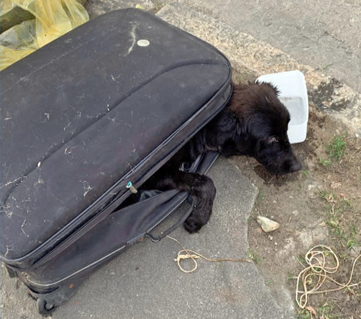 Cadelinha Zaira, que foi abandonada dentro de mala, é transferida para ...