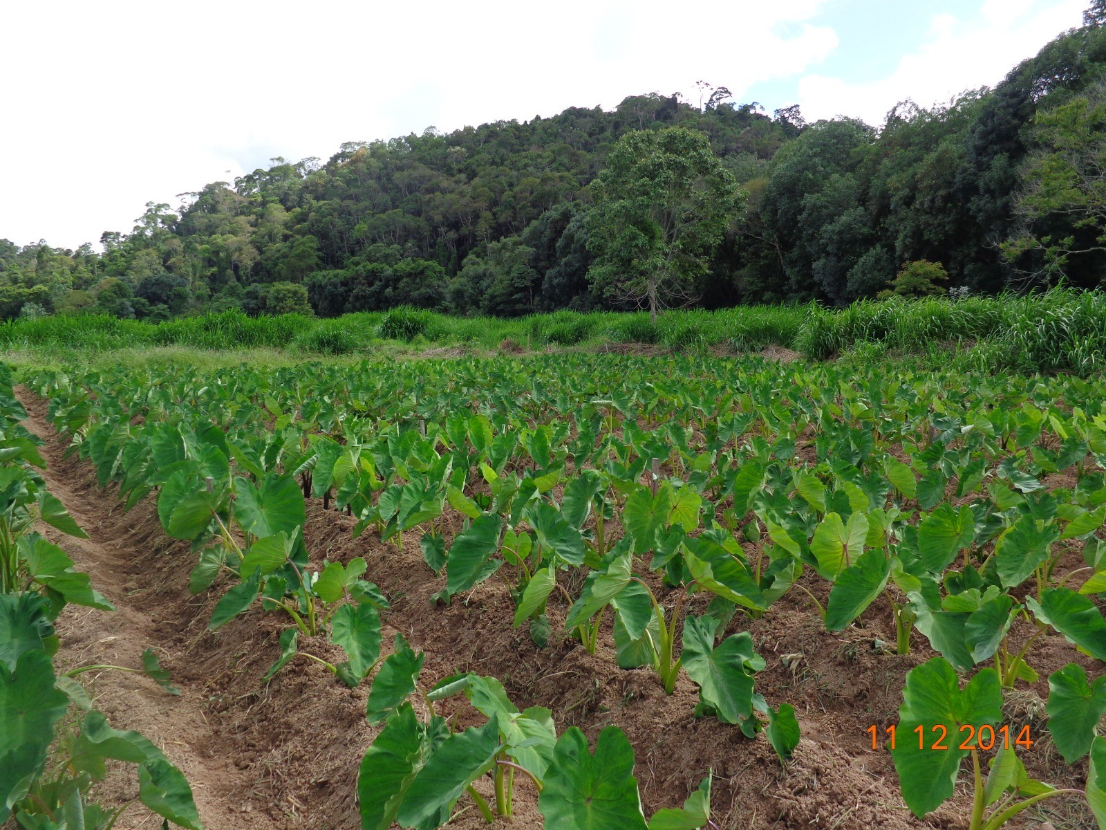 Inhame ou Cará? Conheça a diferença entre as raízes que confundem ...