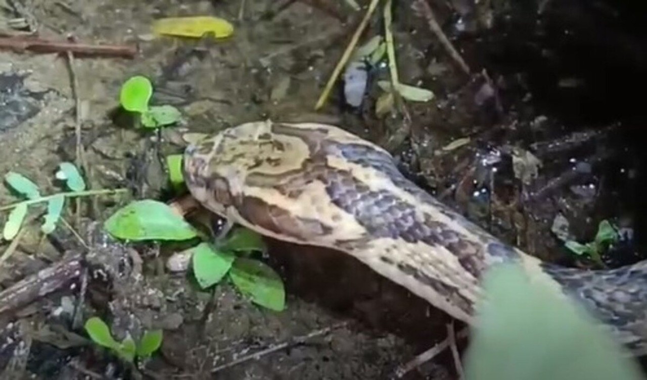 Cobra bebe água? Entenda comportamento raramente visto flagrado na ...