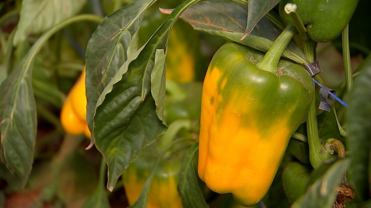 Agricultores do interior investem na produção de pimentões coloridos ...
