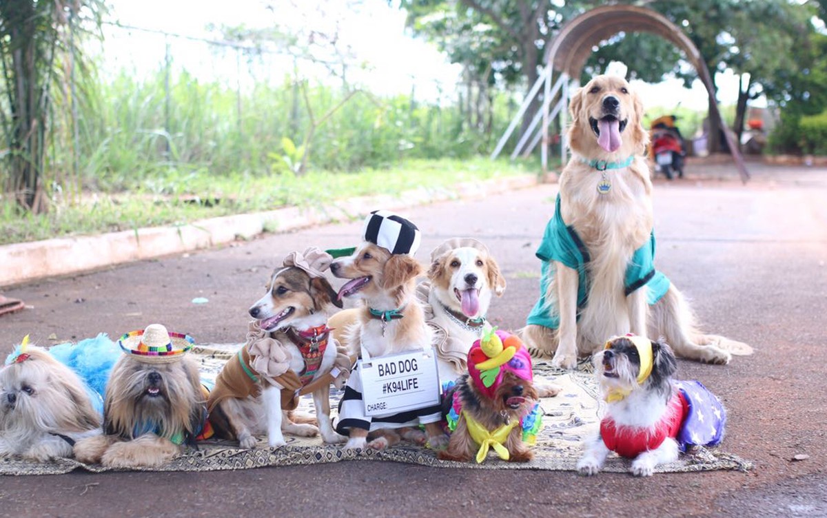 Carnaval de Brasília vai contar com bloco de rua para cachorros ...
