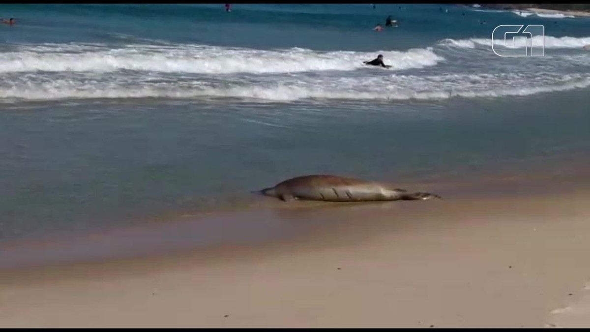 Foca que apareceu nas areias da Praia do Recreio volta para o mar | Rio ...