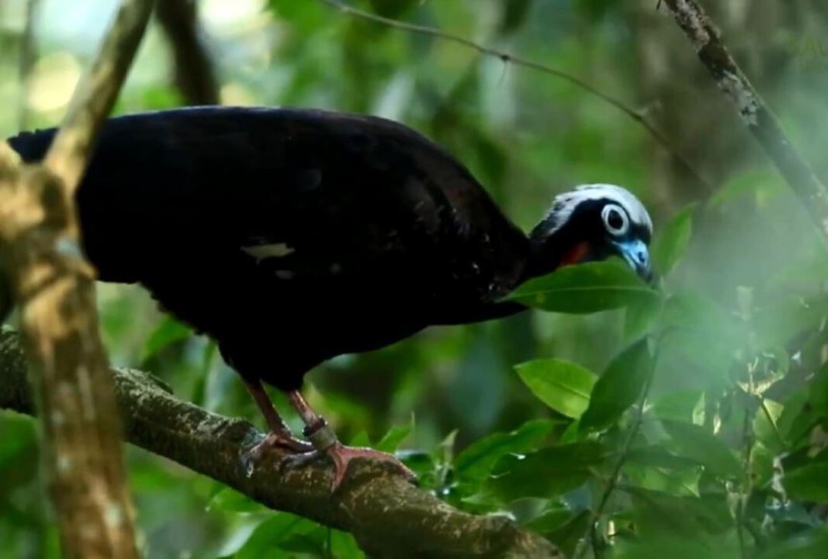 Projeto reintroduz jacutinga na Mata Atlântica | Terra da Gente | G1