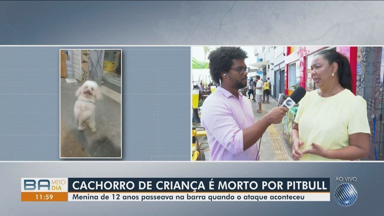 Poodle morre após ser atacado por pitbull enquanto passeava com adolescente na orla de Salvador ...