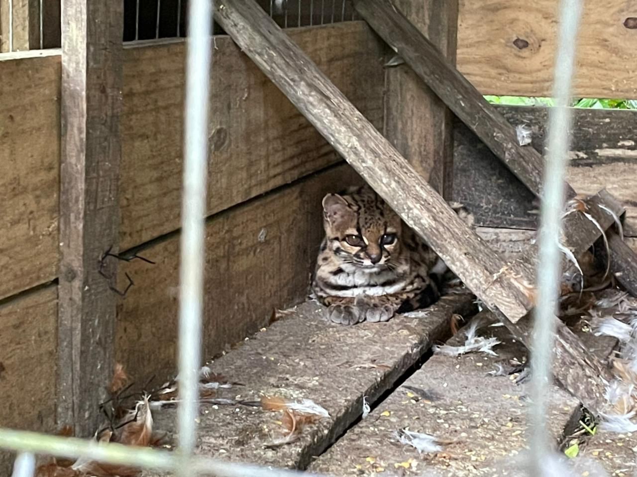 Gato-maracajá ameaçado de extinção é resgatado em galinheiro após matar ...