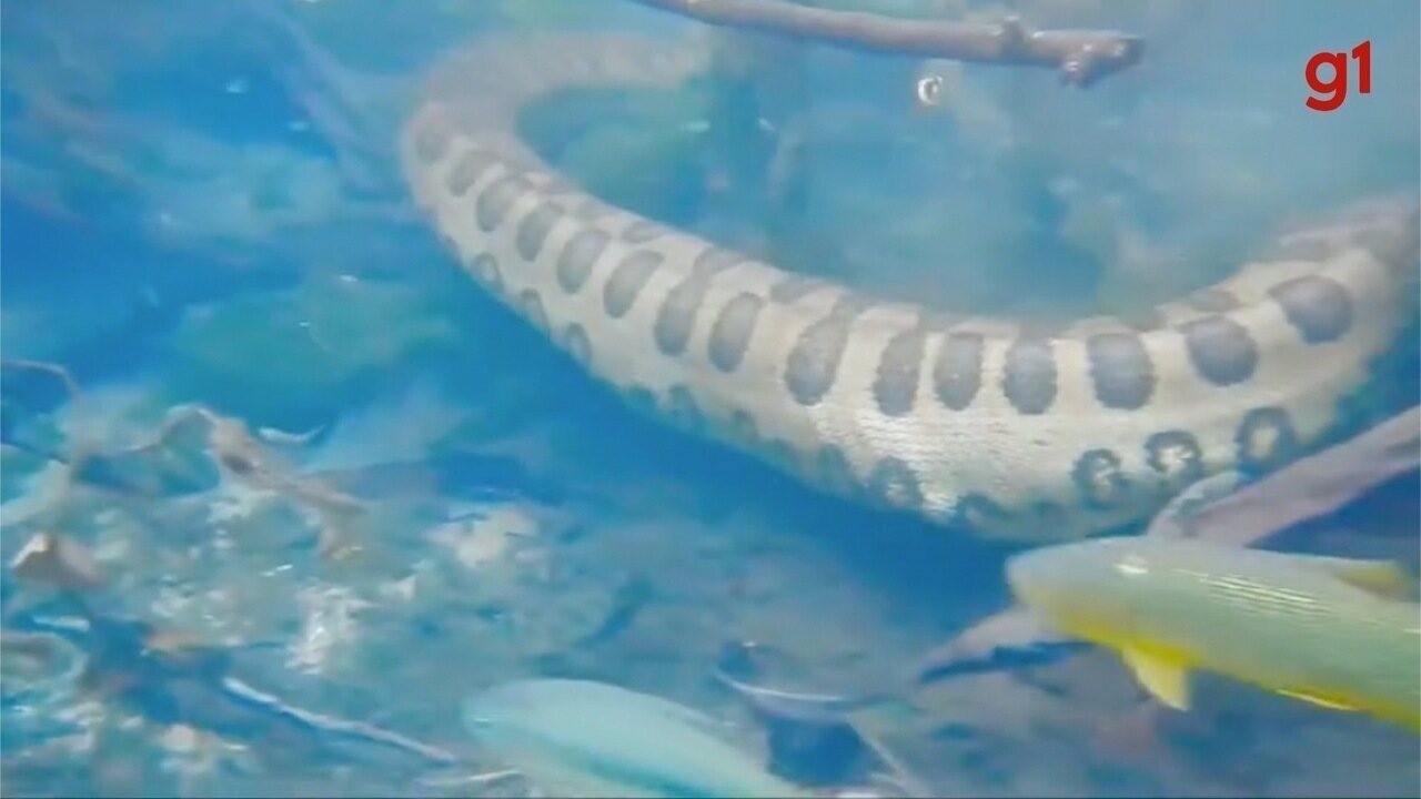 Turista australiano fica 'cara a cara' com sucuri gigante nas águas ...