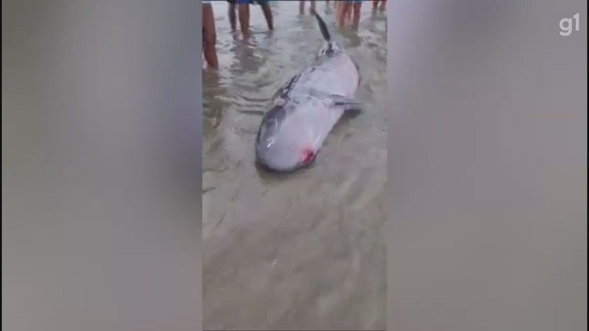 Cachalote-pigmeu ferido encalha em praia e mobiliza especialistas no ...