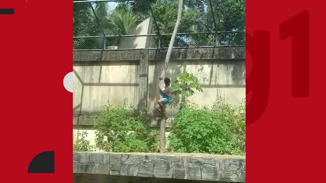 Vídeo mostra ataque de leoa a homem que entrou em jaula, na Paraíba | G1