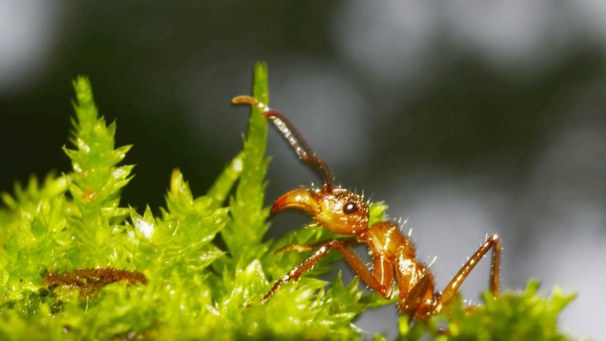 Pesquisador descobre doze novas espécies de formigas no sul da Bahia ...