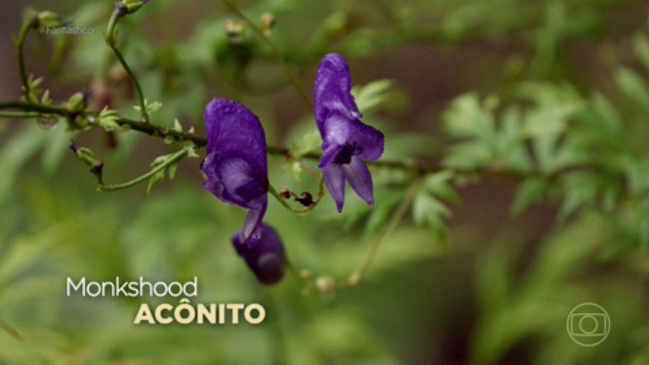Roxinha e perigosa: conheça o acônito, planta venenosa que pode matar ...