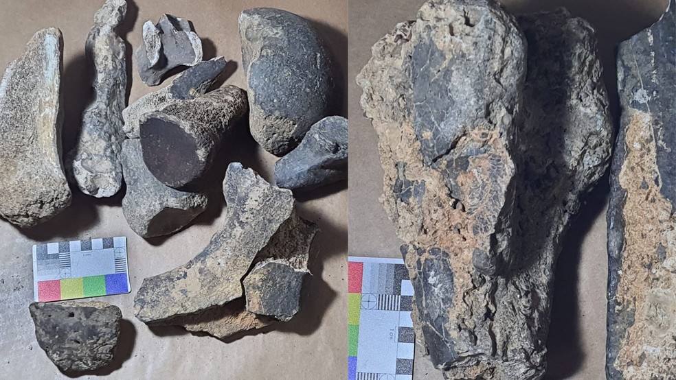 Esquilo Dente De Sabre Verdadeiro