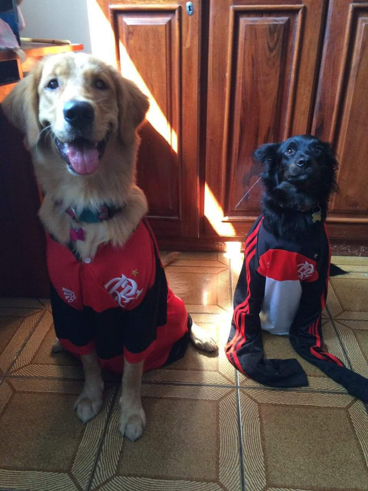 Animais de estimação estão preparados para torcer pelo Flamengo na ...