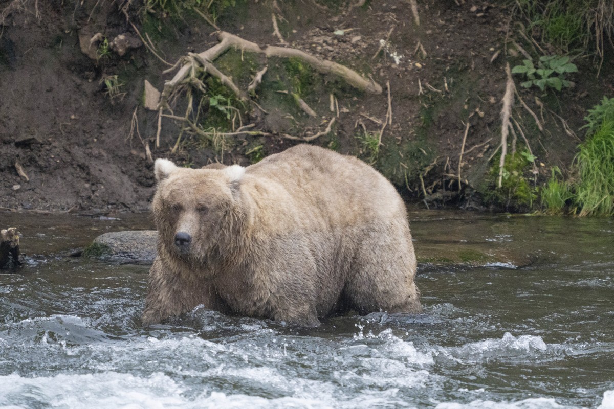 Vingança do urso gordo: bicho vence assassino de filhote em competição ...