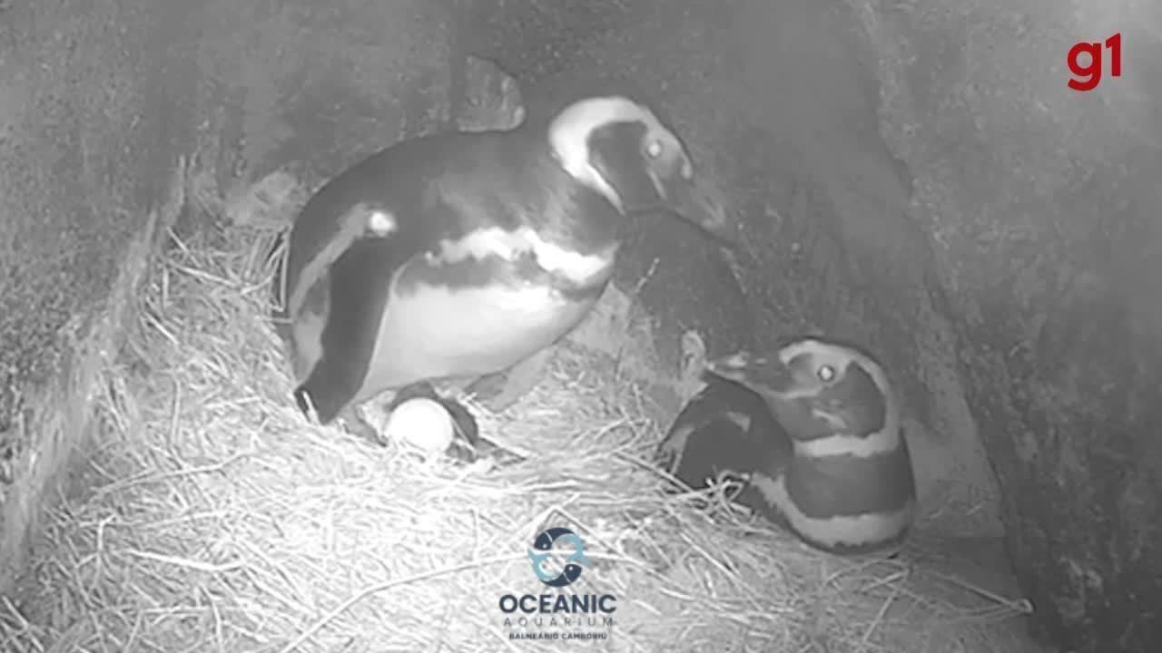 Primeiro nascimento de pinguim em aquário de Balneário Camboriú é ...